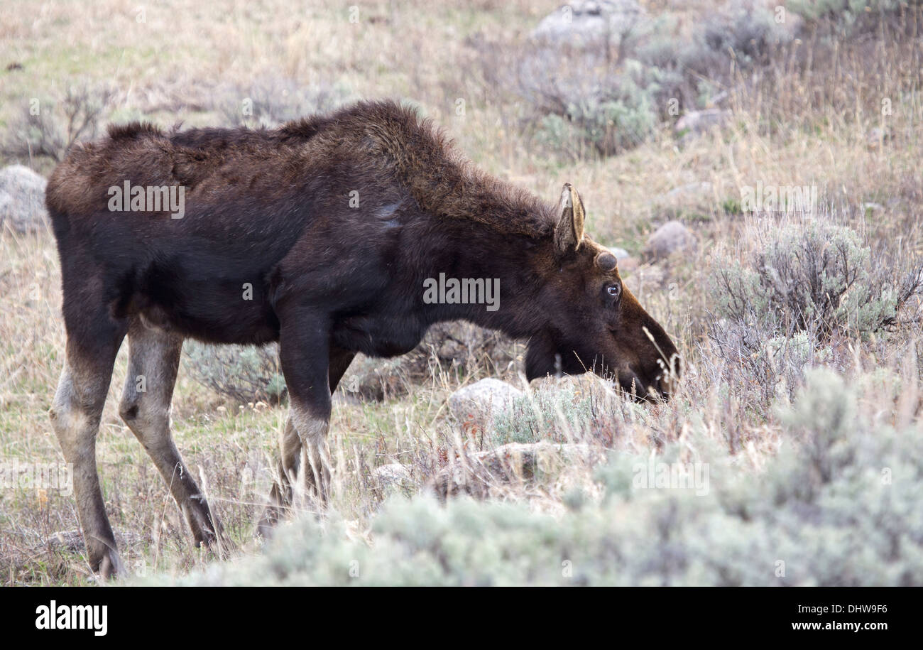 Yellowstone National Park Female Moose Grazing young Stock Photo - Alamy