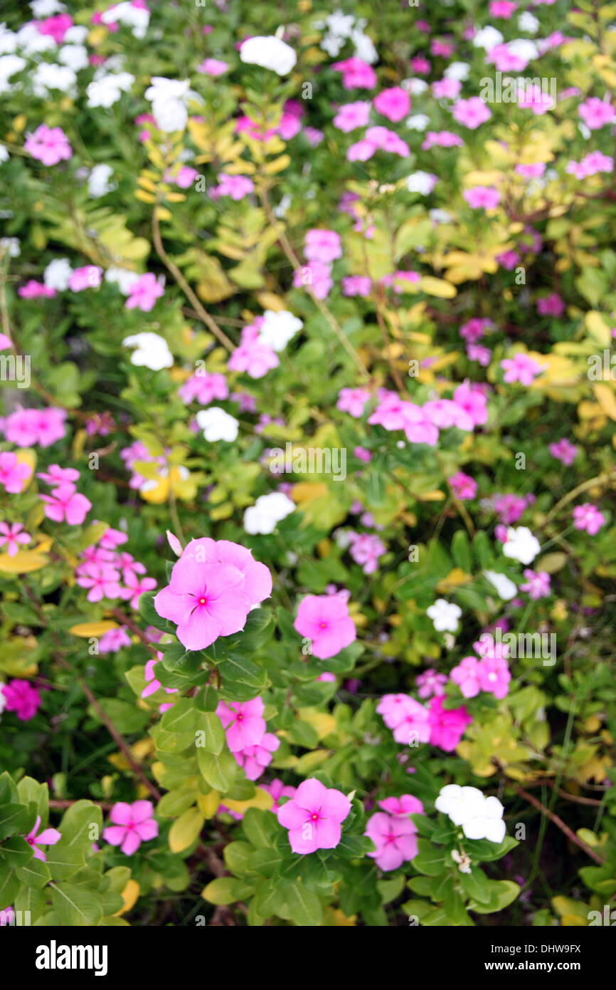 The Catharanthus roseus garden.it flower come form Madagascar Stock ...