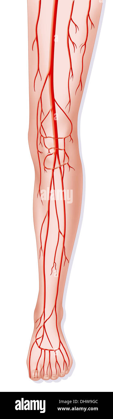Blood Vessels Leg High Resolution Stock Photography and Images - Alamy