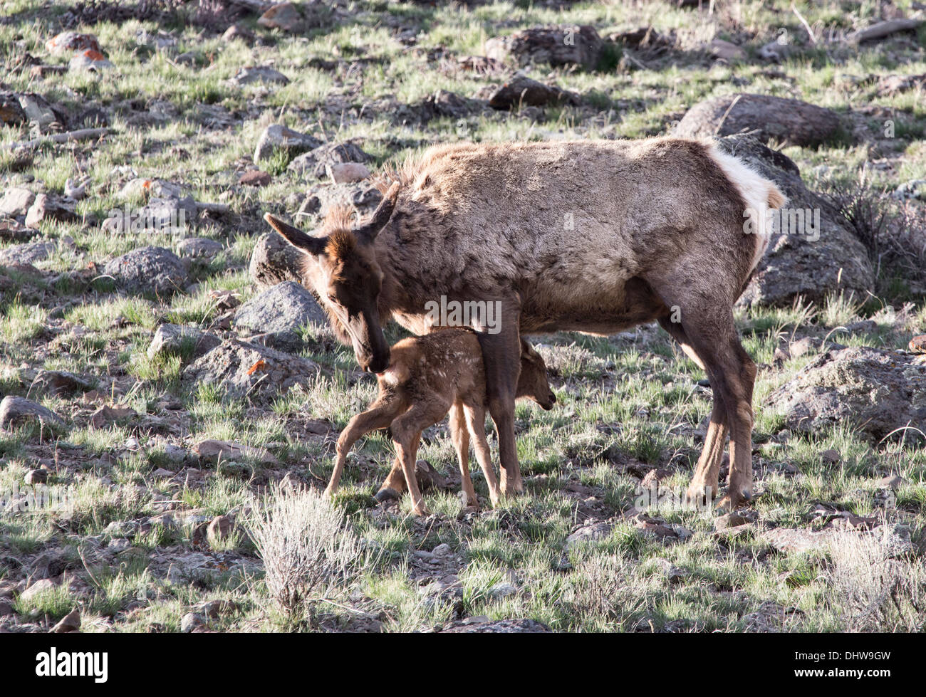Yellowstone National Park Female Elk And Young Calf Baby Stock Photo ...