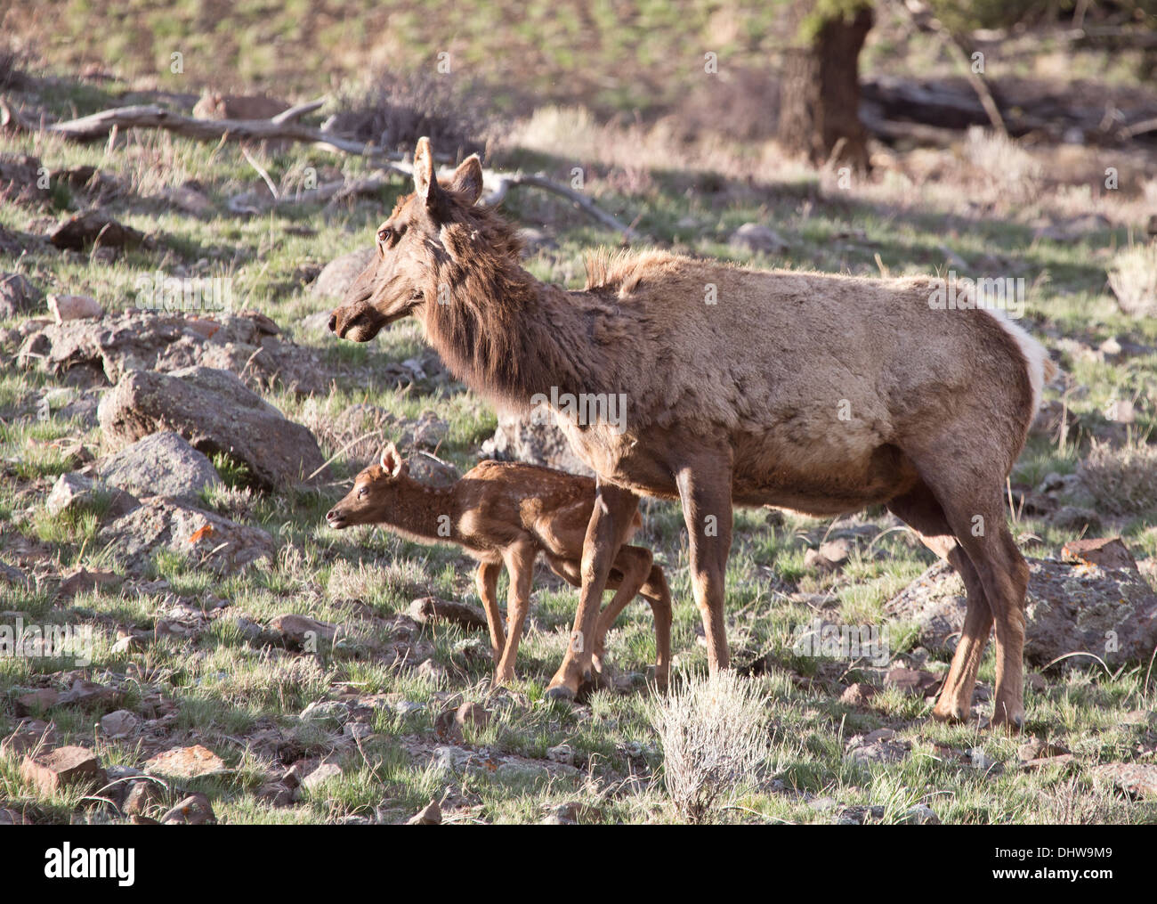 Yellowstone National Park Female Elk And Young Calf Baby Stock Photo ...