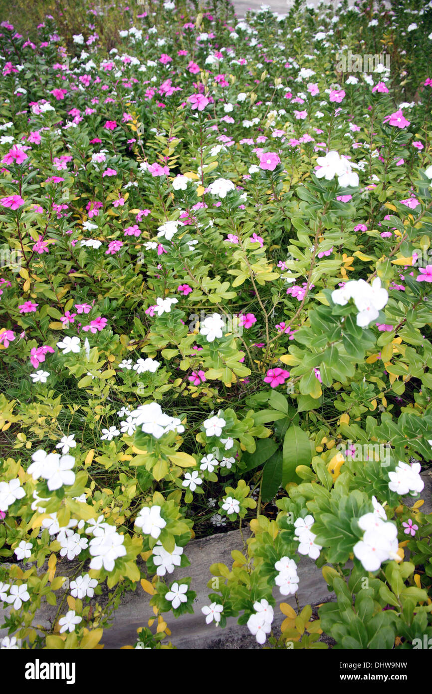 The Pink and white color of Catharanthus roseus in Park flower Stock ...