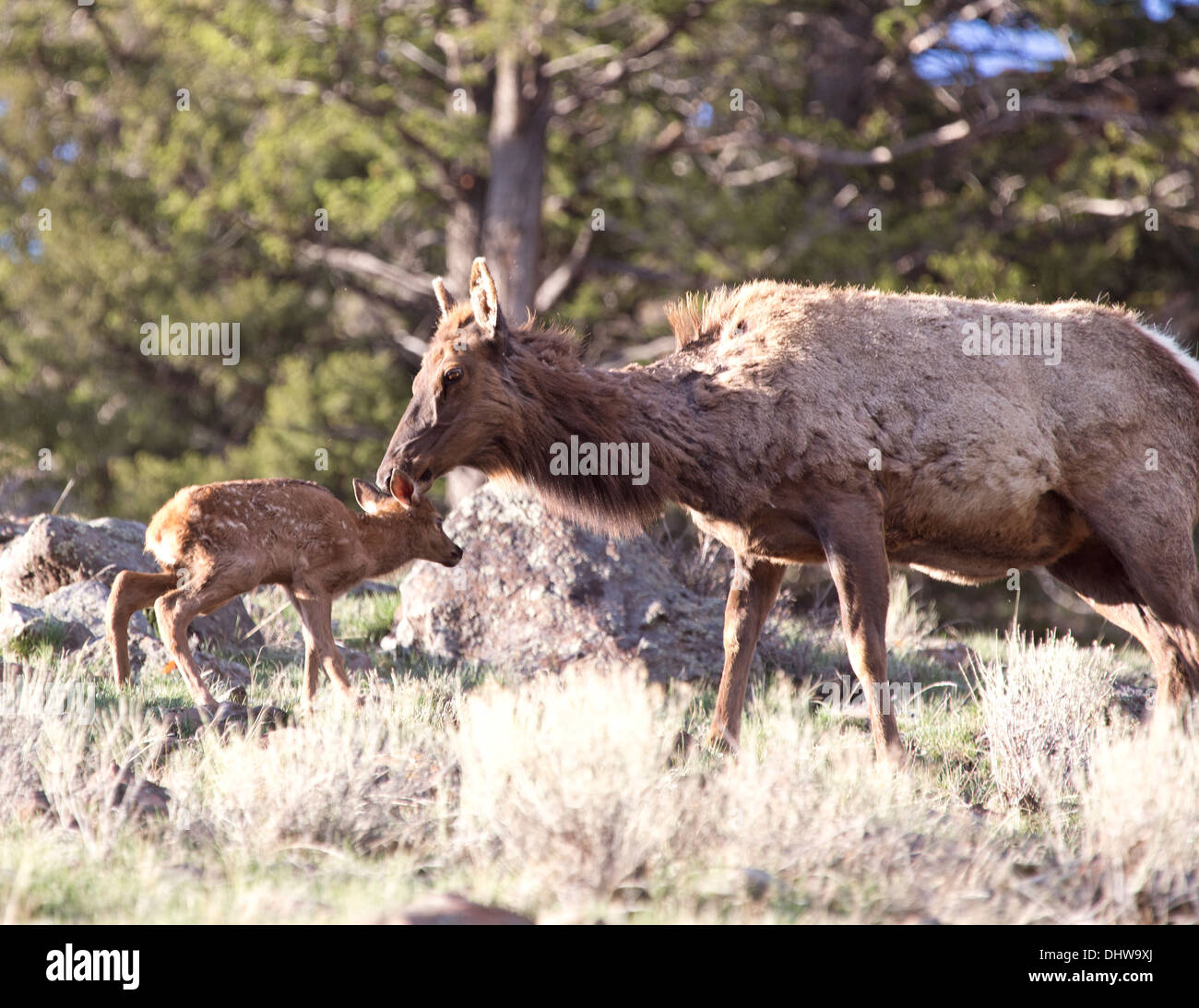 Yellowstone National Park Female Elk And Young Calf Baby Stock Photo ...