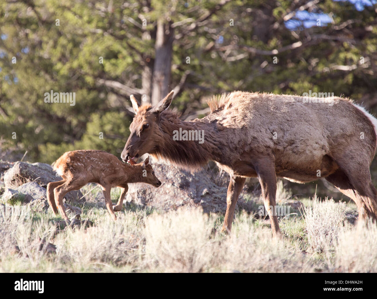 Yellowstone National Park Female Elk And Young Calf Baby Stock Photo ...