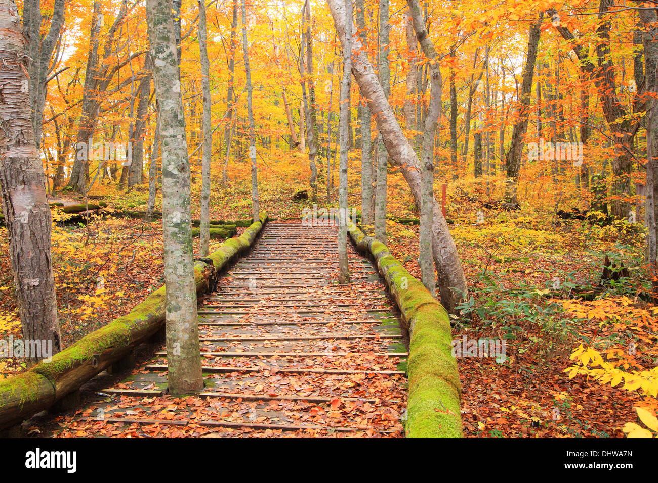 Japan forest walk hi-res stock photography and images - Alamy