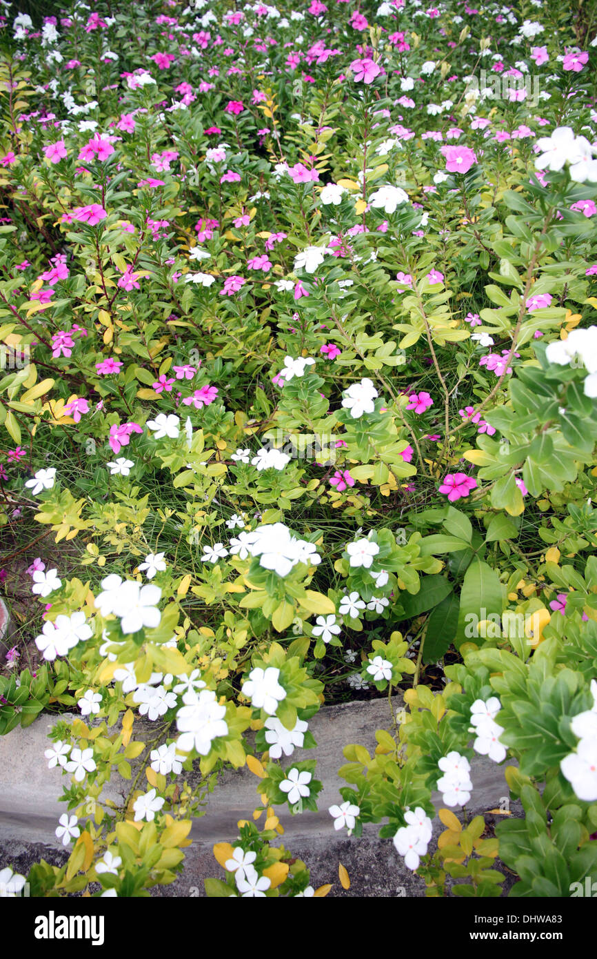 The Pink and white color of Catharanthus roseus in Park flower Stock ...