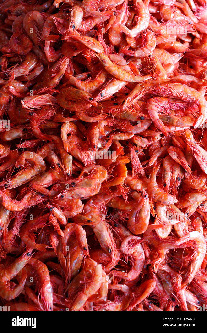 Feeding prawns hi-res stock photography and images - Alamy