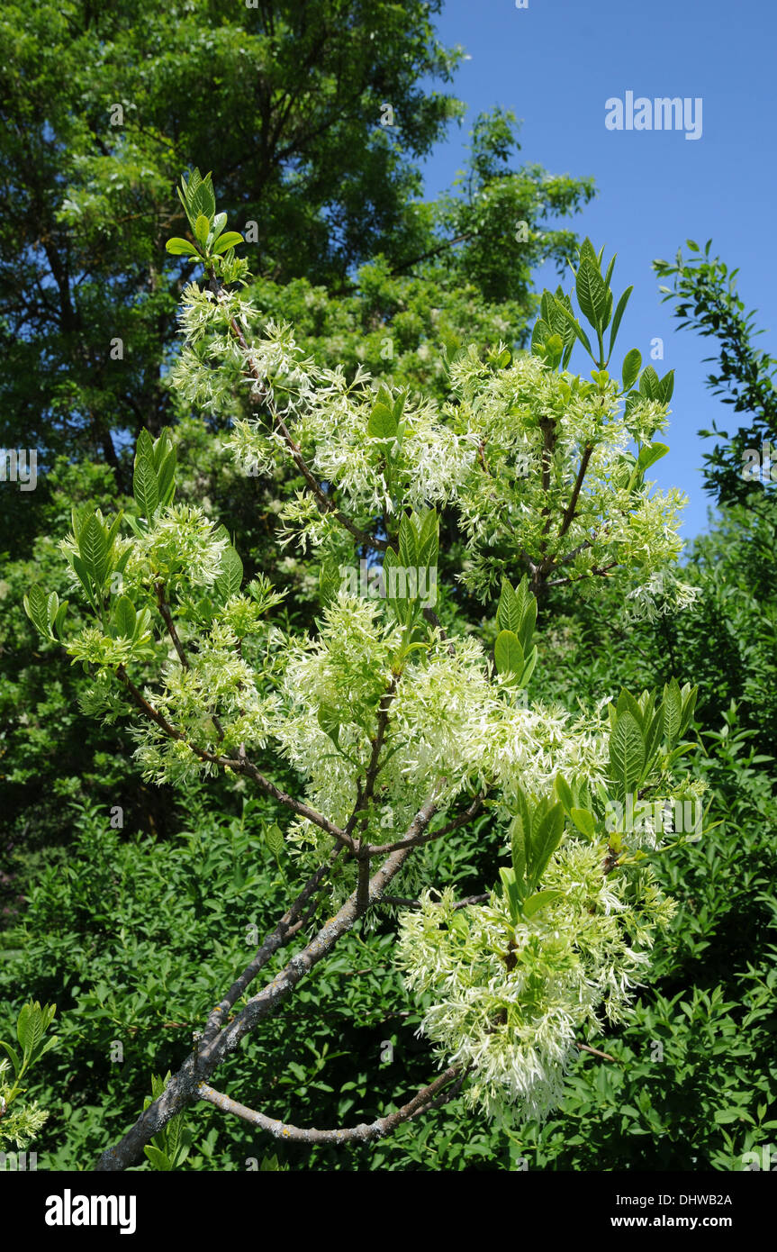 Fringetree hi-res stock photography and images - Alamy