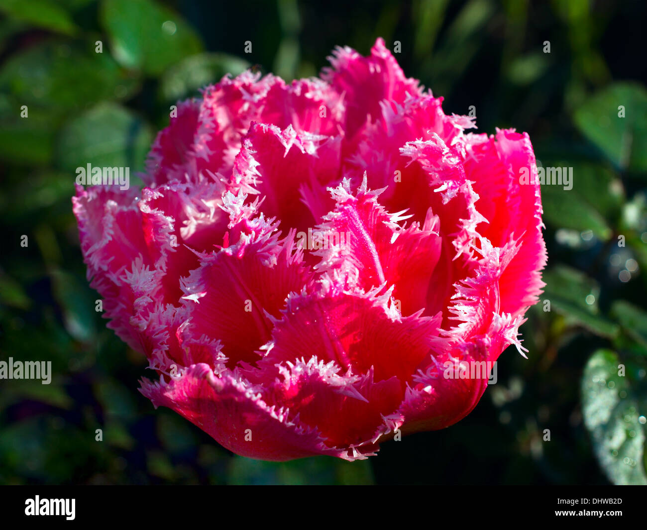 Tulip fringe flower hi-res stock photography and images - Alamy