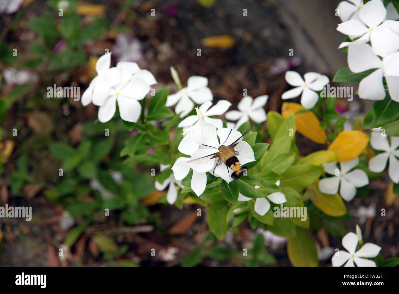 Focus White Catharanthus roseus in the garden.it flower comeform ...