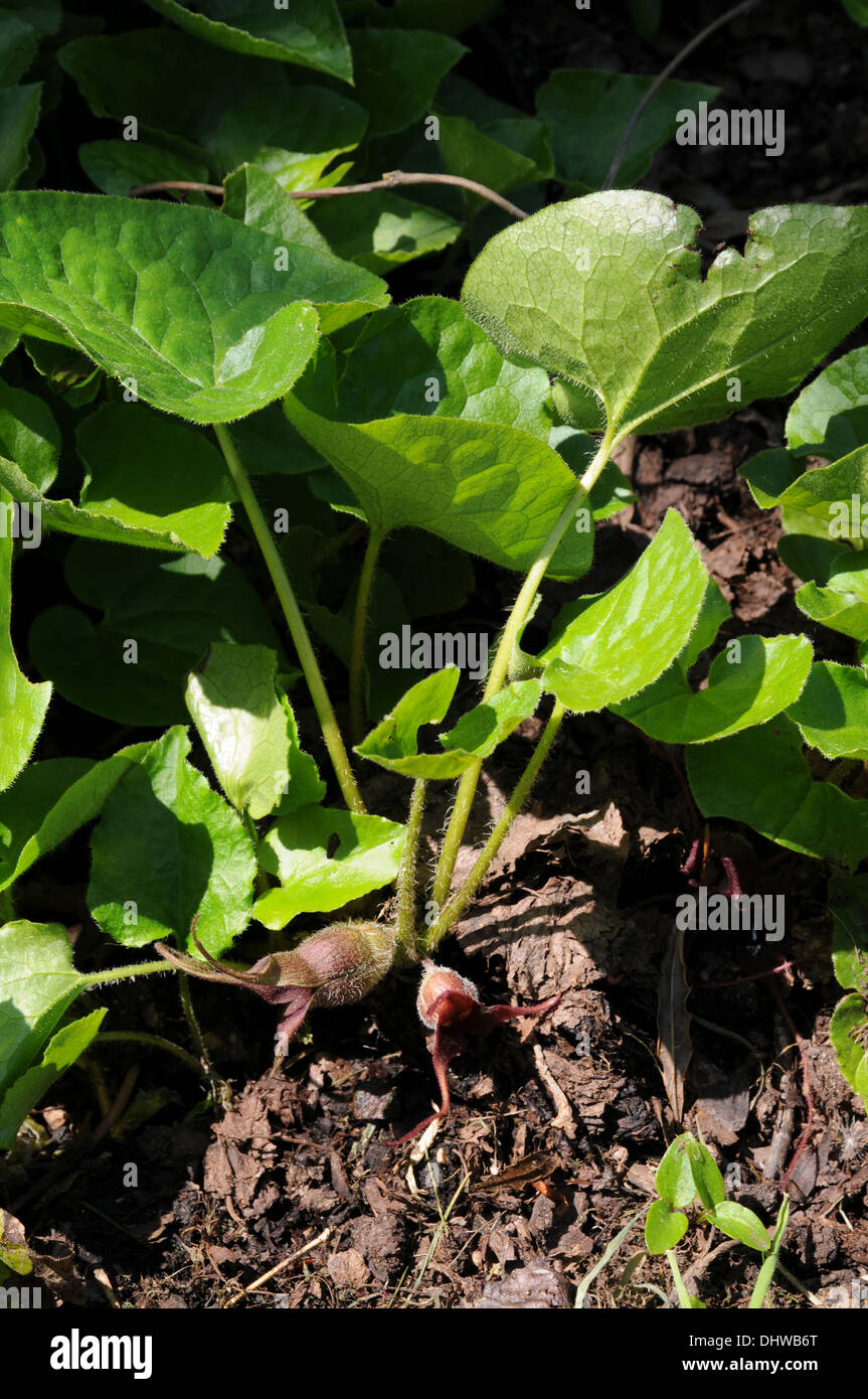 Wild ginger hi-res stock photography and images - Alamy