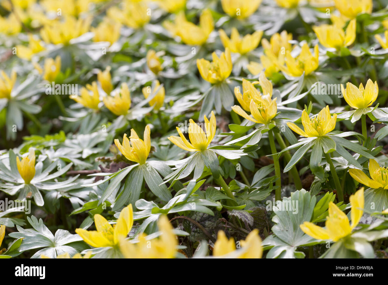 Winterling (Eranthis hyemalis Stock Photo - Alamy