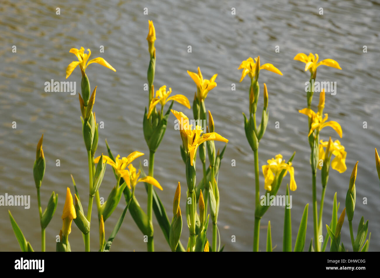 Yellow flags hi-res stock photography and images - Alamy