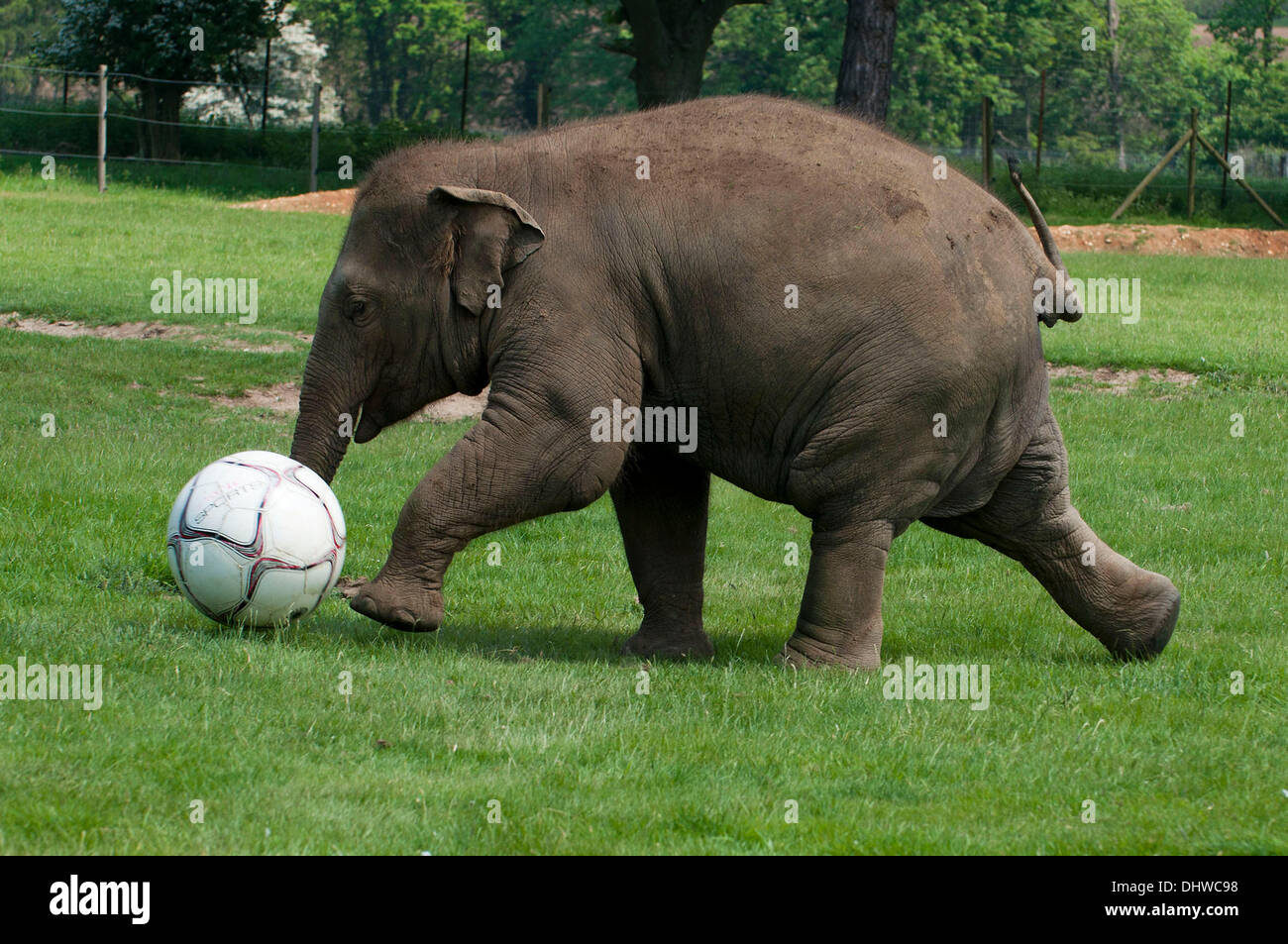 Donna, a young Asian Elephant demonstrates her ball skills Playful ...
