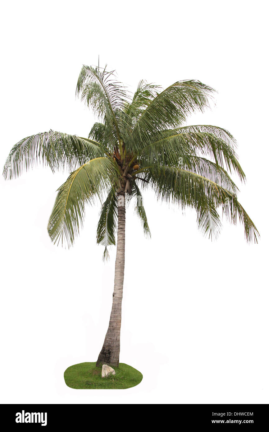 The Coconut tree on white background Stock Photo - Alamy