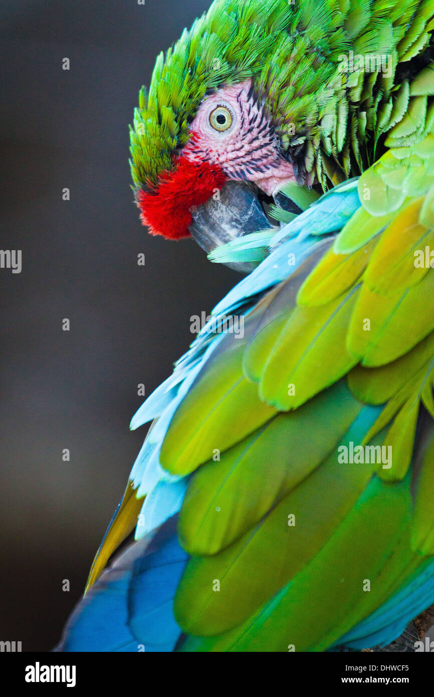 Great Green Macaw (Ara ambiguus Stock Photo - Alamy