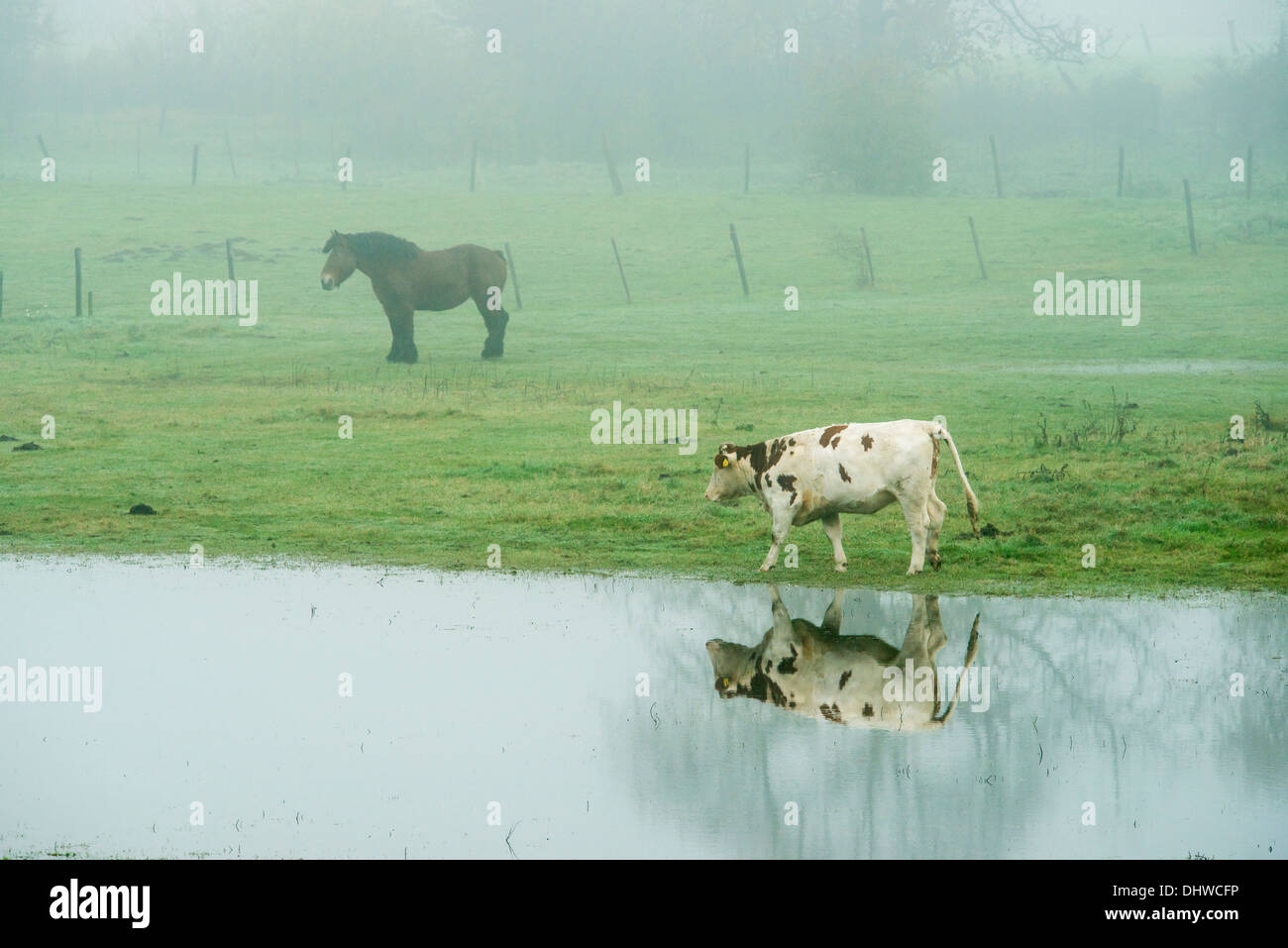 Cows reflection hi-res stock photography and images - Alamy