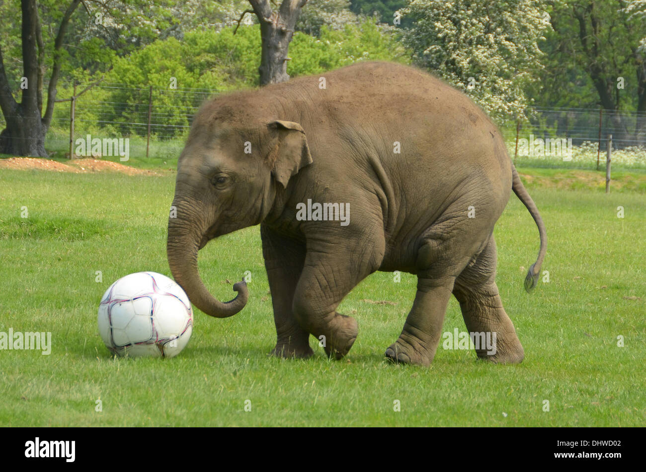 Donna the Elephant enjoys a kick-about at ZSL Whipsnade Zoo as the Zoo ...
