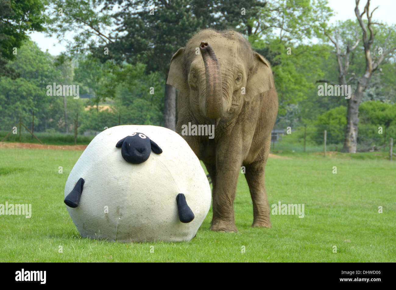 An Elephant pictured with a giant Shirley the sheep at ZSL Whipsnade ...