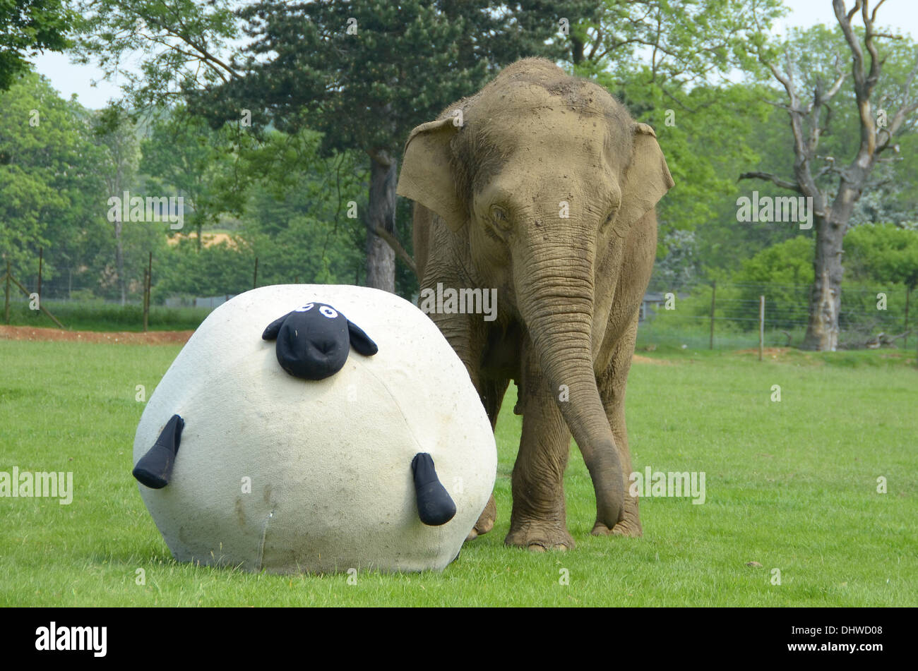 An Elephant pictured with a giant Shirley the sheep at ZSL Whipsnade ...