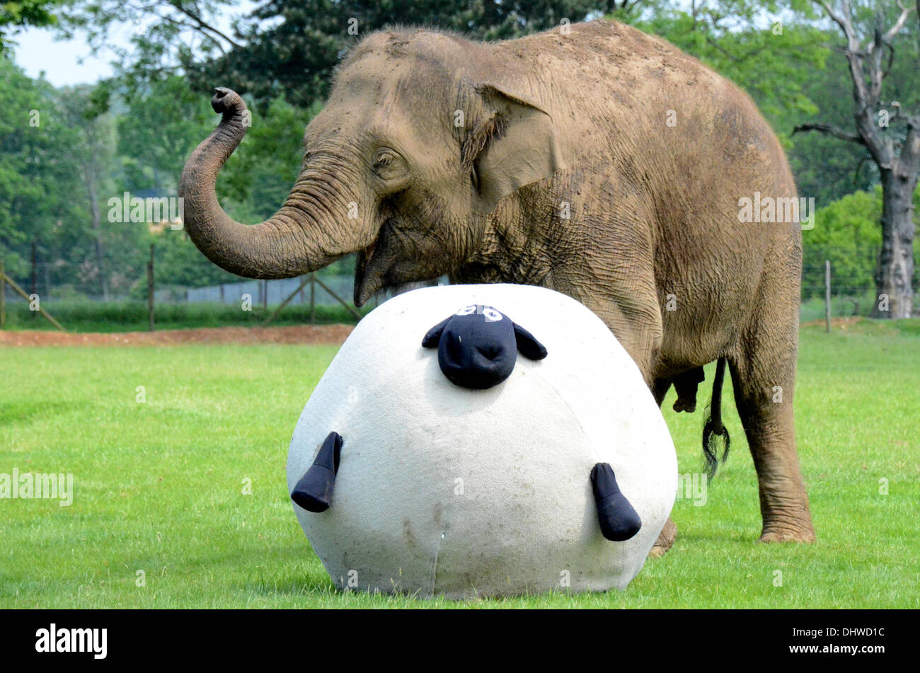 An Elephant pictured with a giant Shirley the sheep at ZSL Whipsnade ...