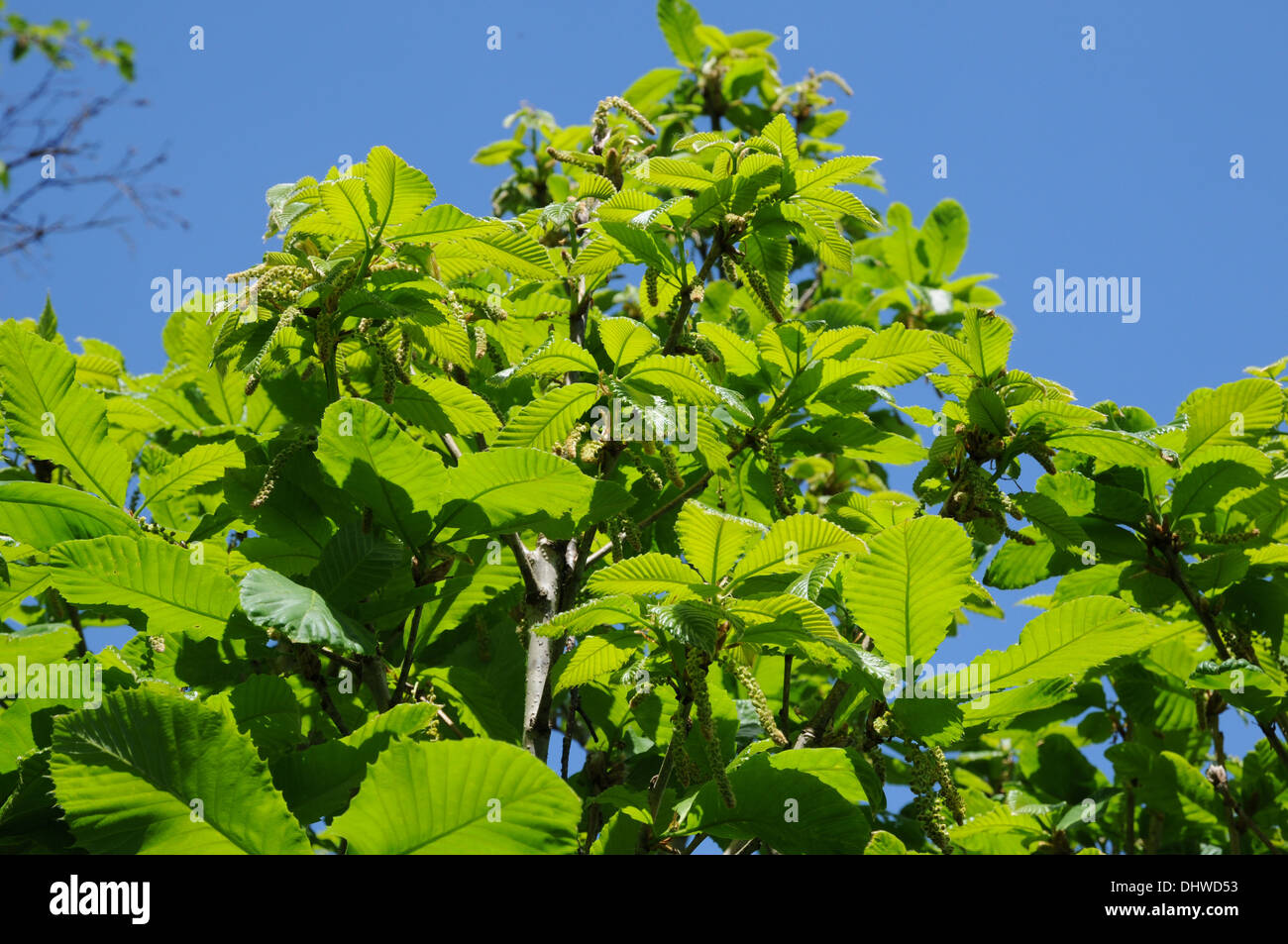 Armenian oak quercus pontica hi-res stock photography and images - Alamy