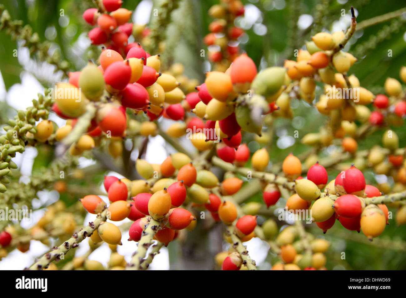 Zoom Areca catechu tree and Fruit have Colorful Stock Photo - Alamy