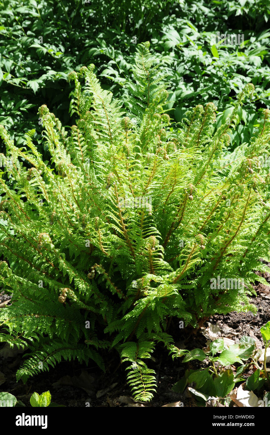 Polystichum mohrioides hi-res stock photography and images - Alamy