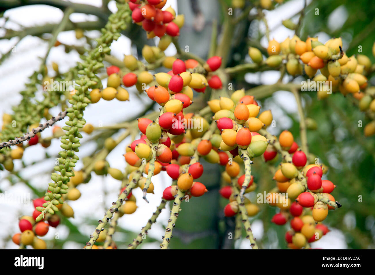 Areca catechu tree and Fruit have Colorful Stock Photo - Alamy