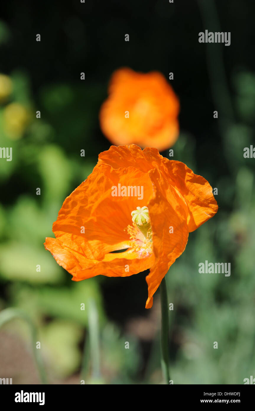 Atlas flower hi-res stock photography and images - Alamy