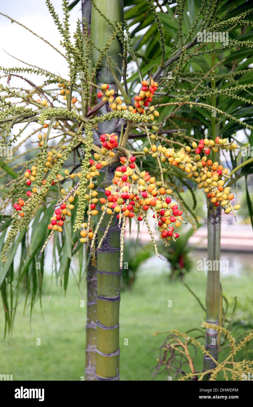 Areca flower hi-res stock photography and images - Alamy