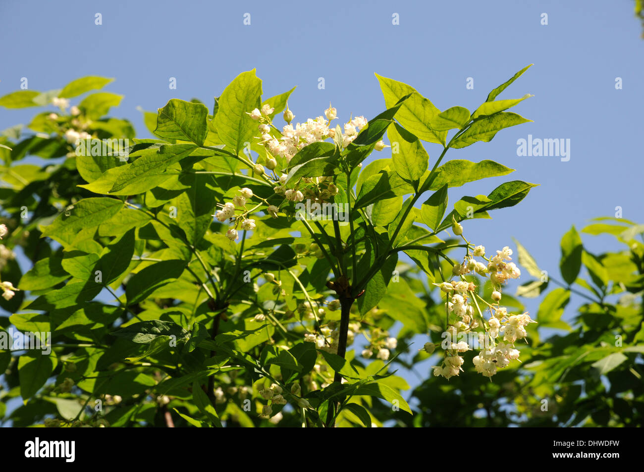Bladdernuts hi-res stock photography and images - Alamy
