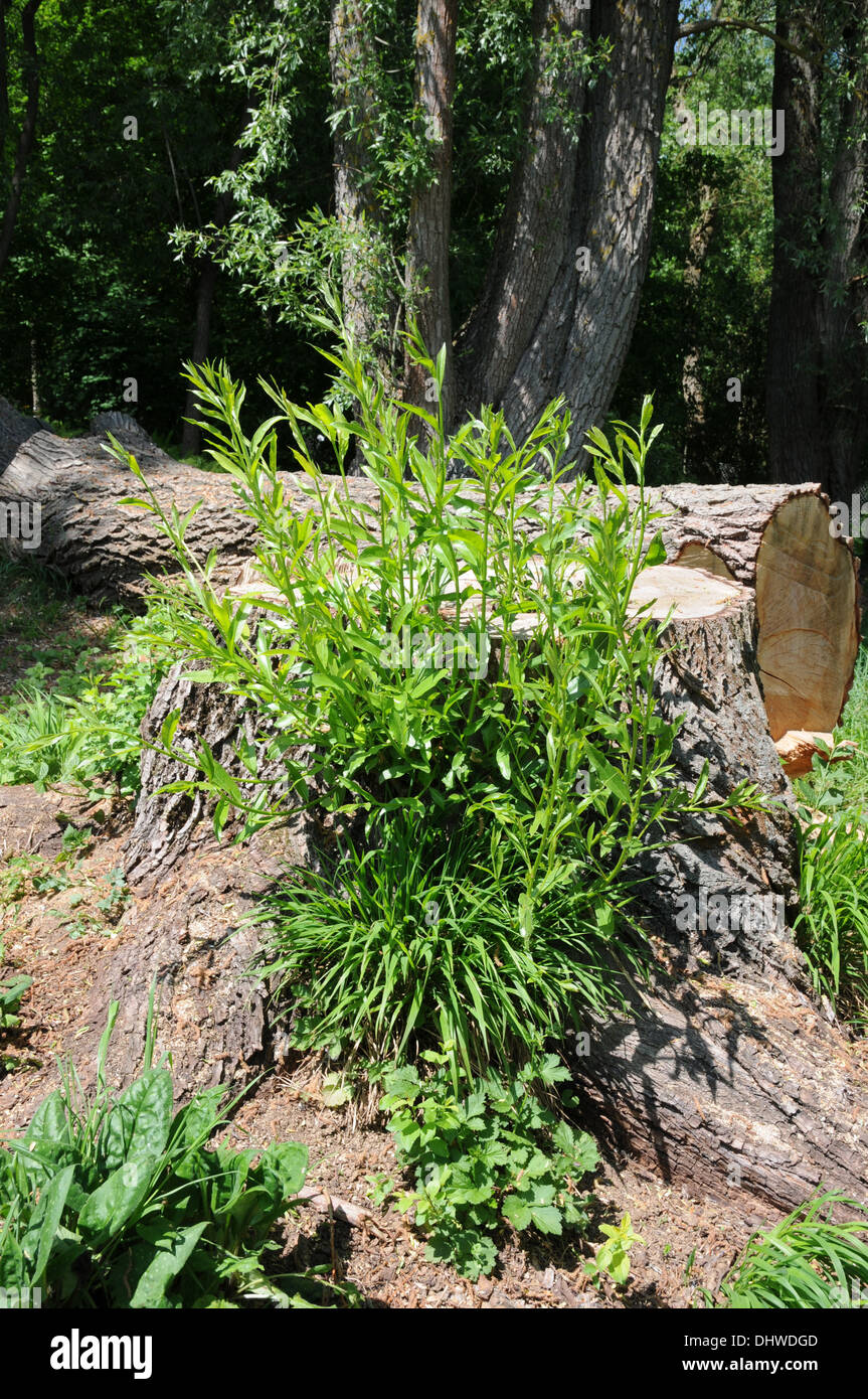 Silberweiden shrub hi-res stock photography and images - Alamy