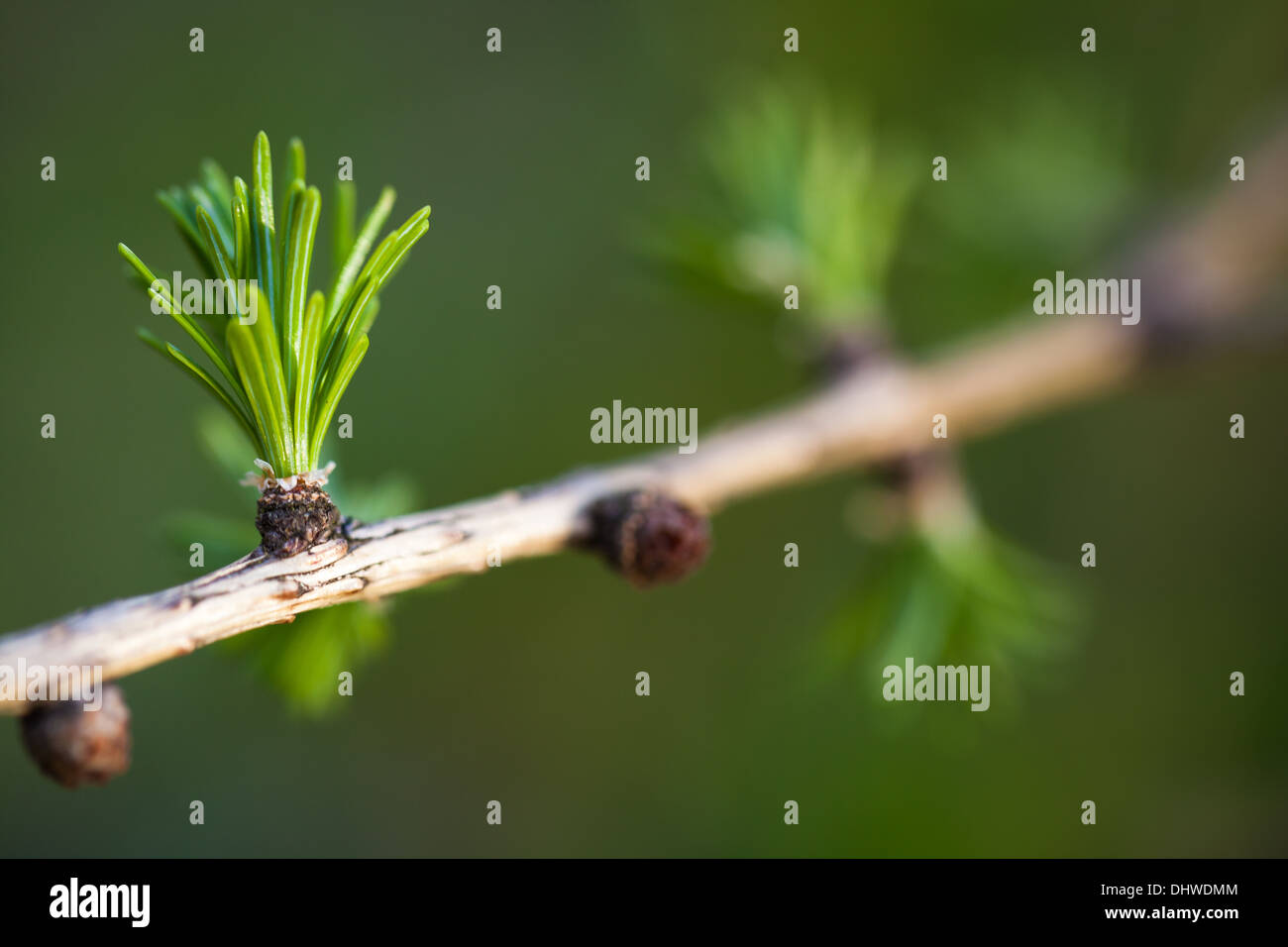 Relaxing larch greenery: closeup of European larch (Larix decidua ...