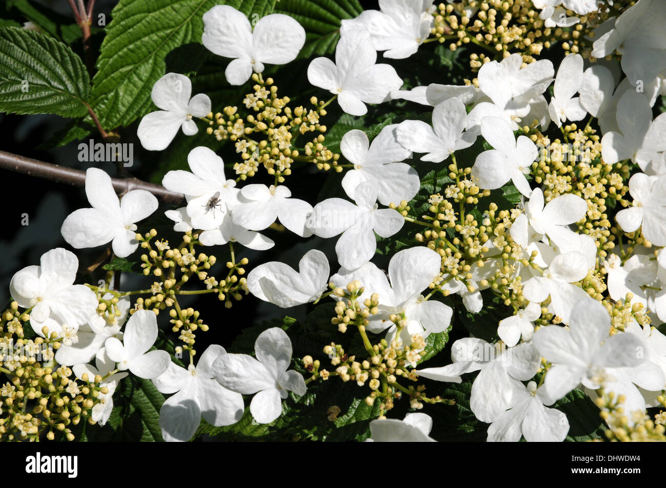 Japanese snowball bush Stock Photo - Alamy