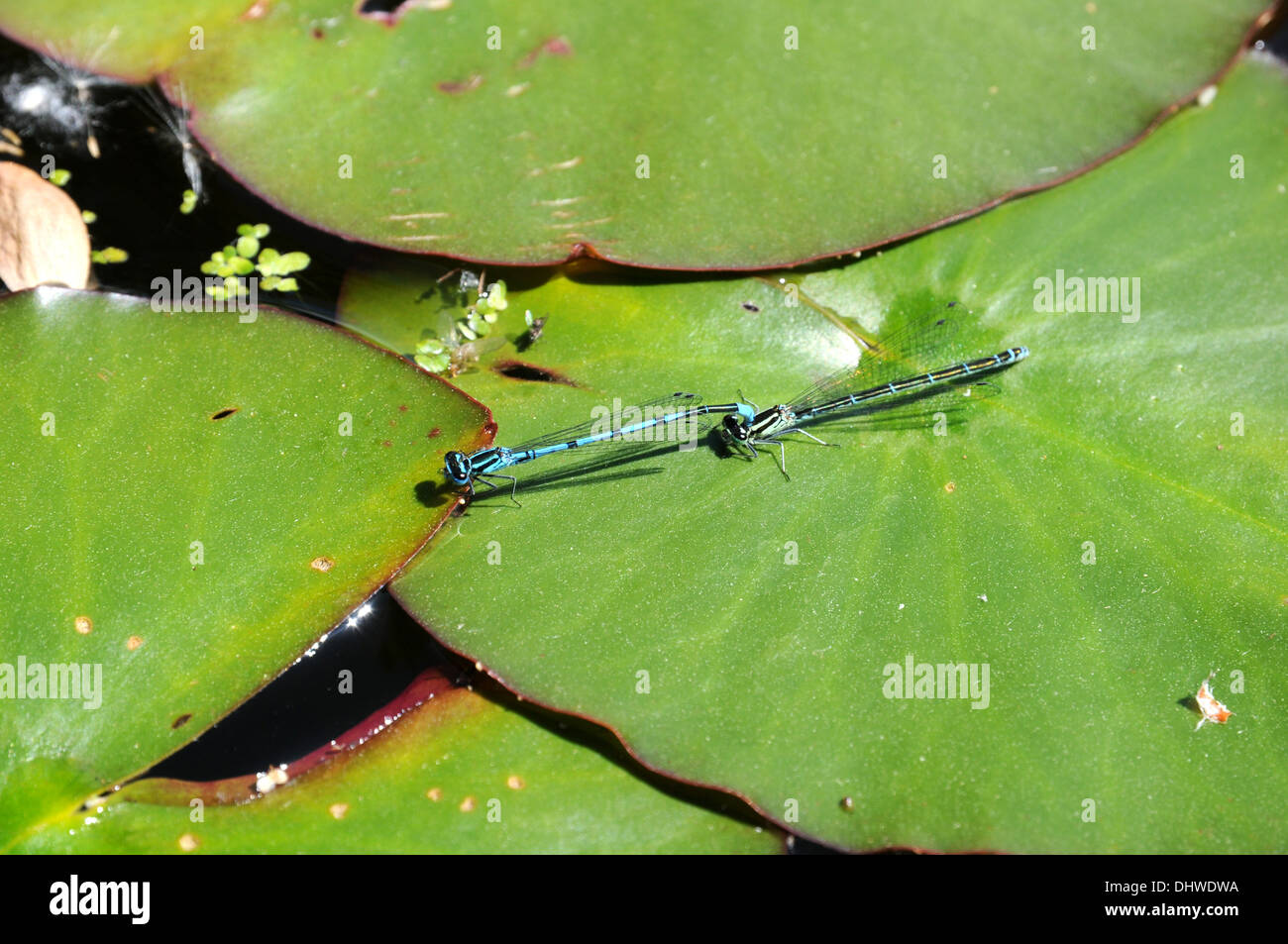 Damselflies hi-res stock photography and images - Alamy