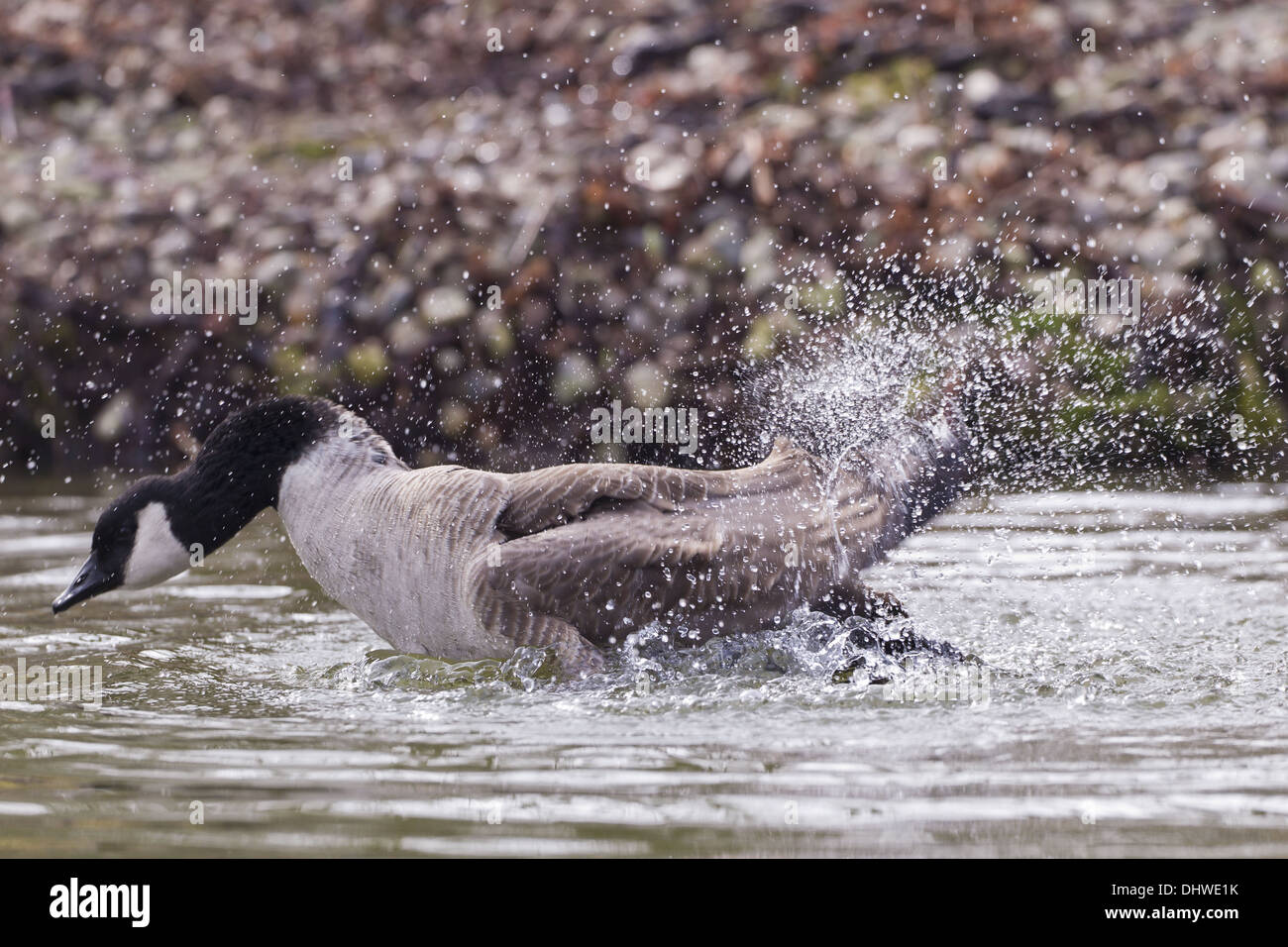 Transverse ph hi-res stock photography and images - Alamy
