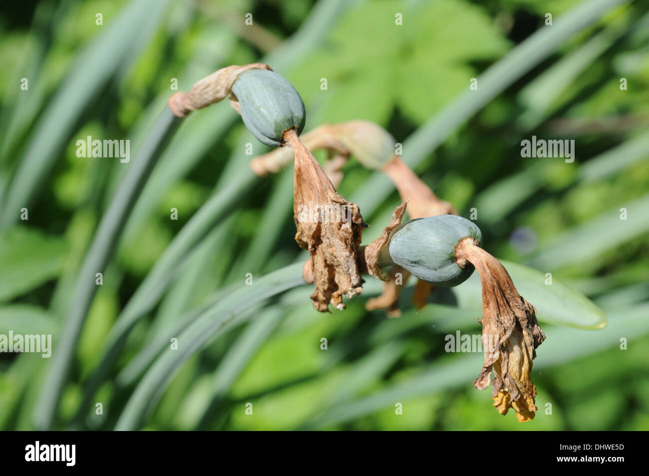 Daffodil seeds hi-res stock photography and images - Alamy