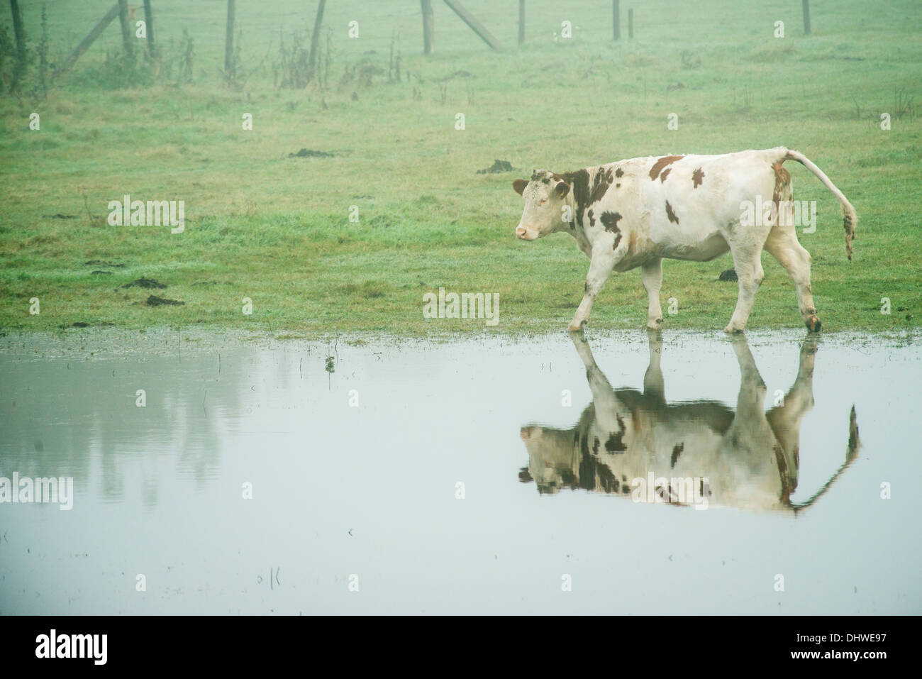 Cow's reflection in water Stock Photo - Alamy
