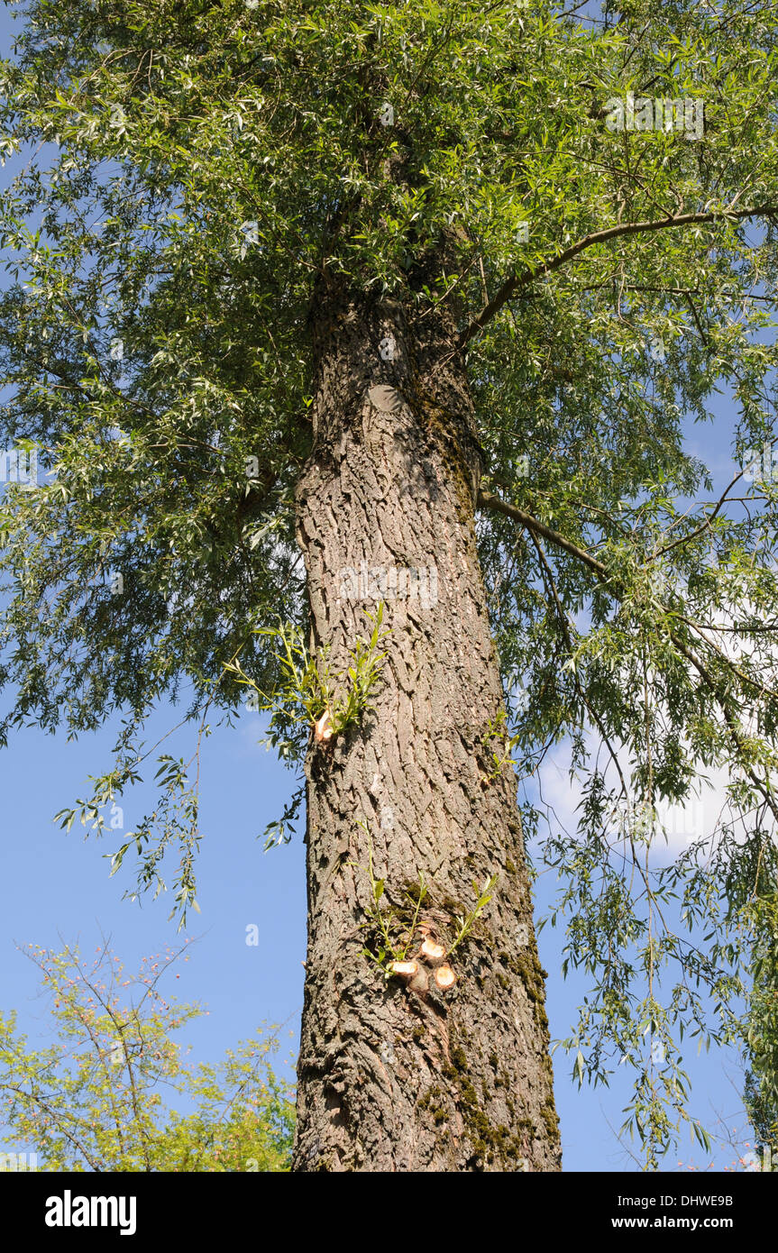 Silver willow hi-res stock photography and images - Alamy