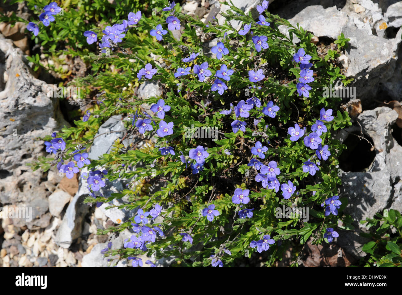 Leafless speedwell hi-res stock photography and images - Alamy