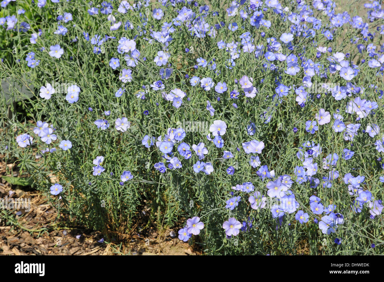 Austrian flax hi-res stock photography and images - Alamy