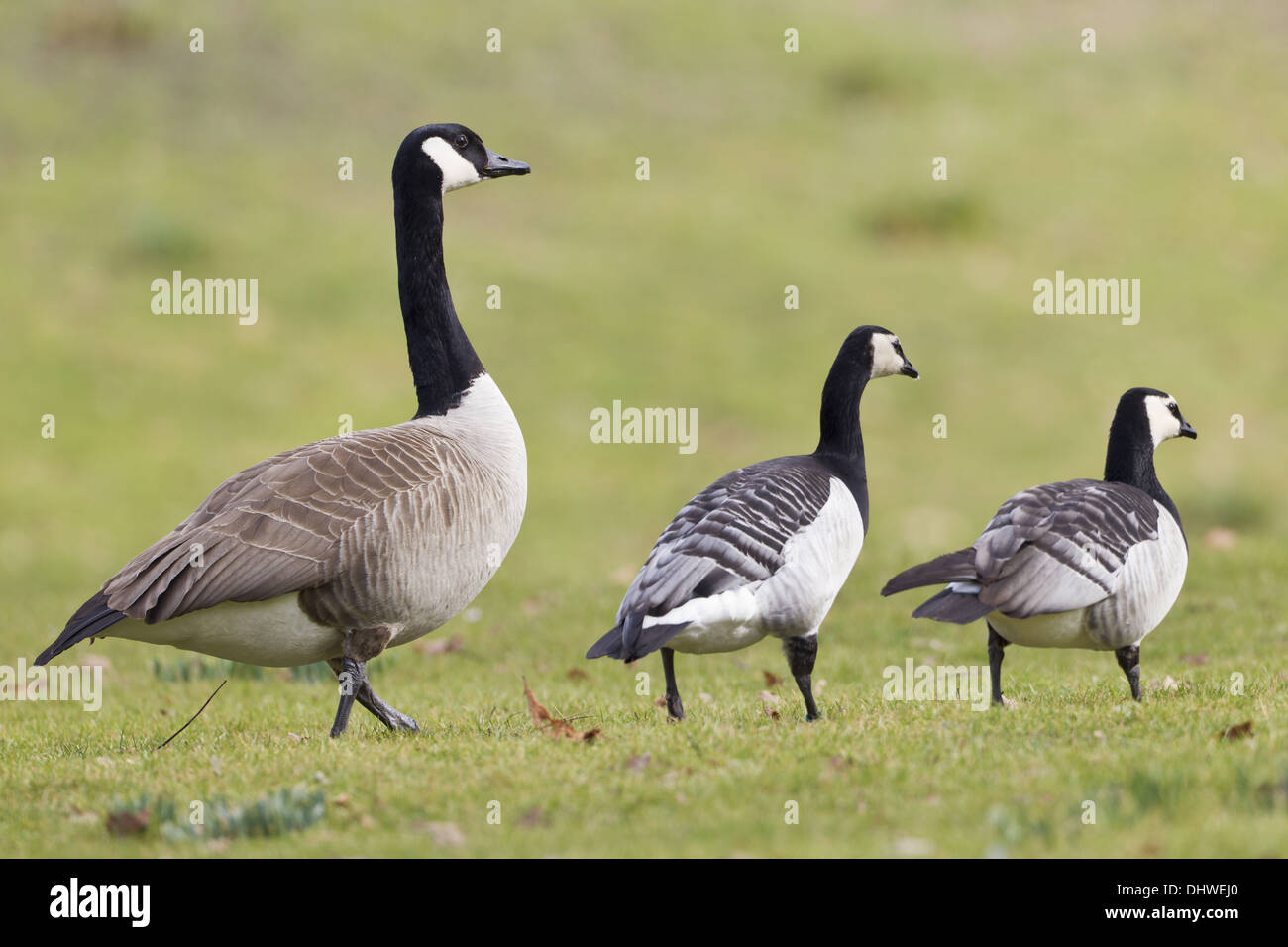 Canada goose cross hi-res stock photography and images - Alamy