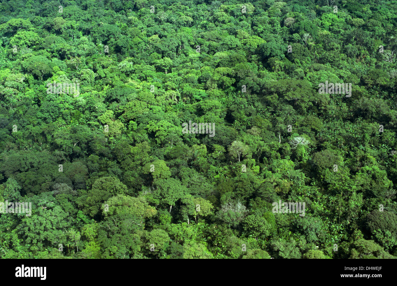 delta of amazonas river and rainforest, belem, state of para, amazon ...