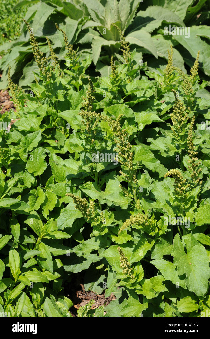 Good king henry Stock Photo - Alamy