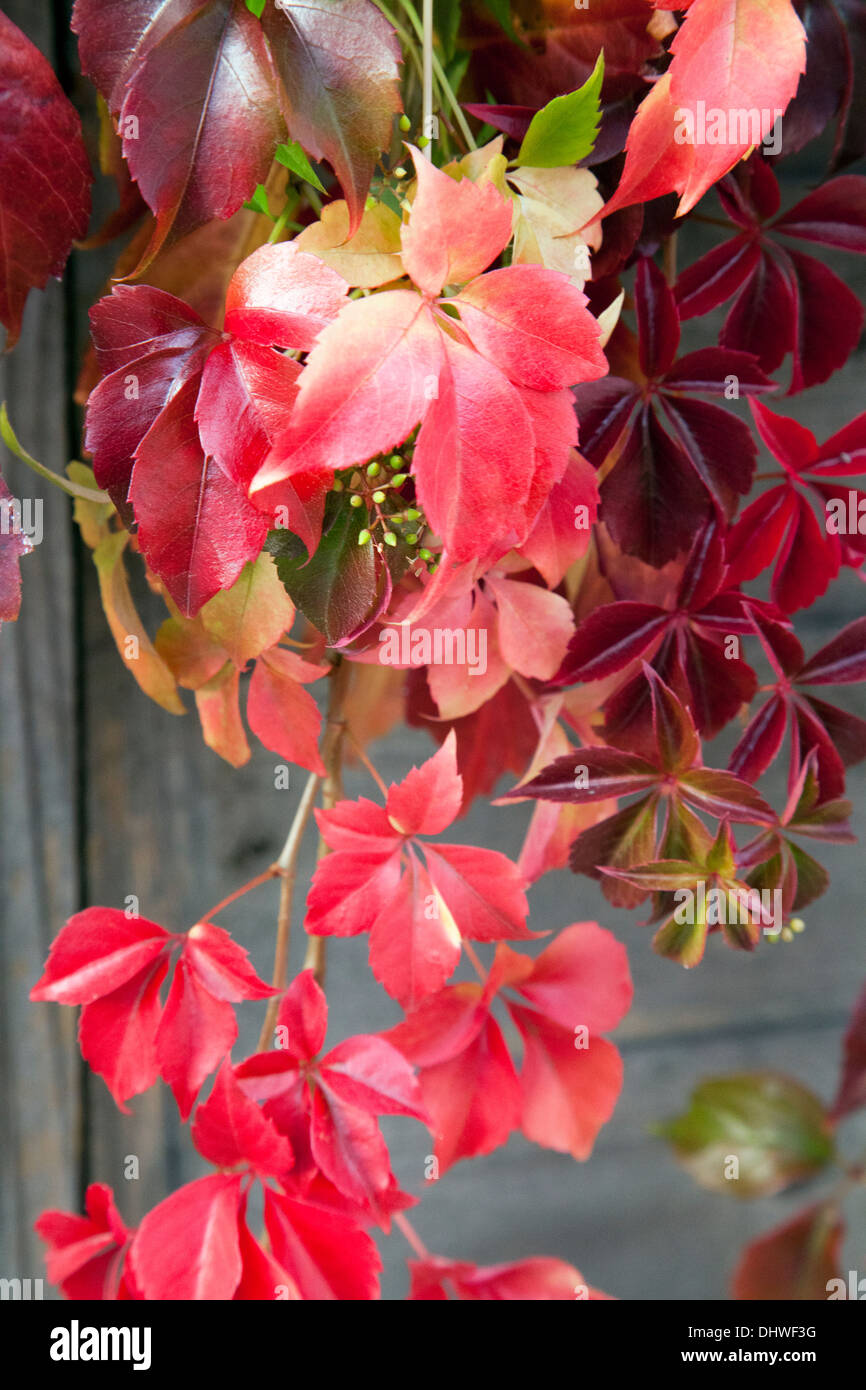 Virginia Creeper Red Fall Color - London UK Stock Photo - Alamy