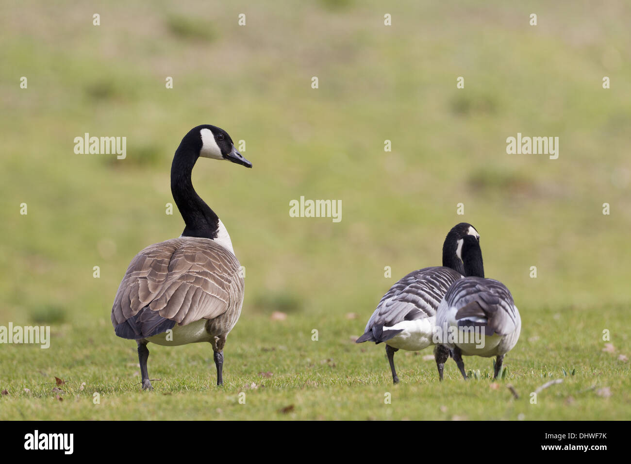 Branta s hi-res stock photography and images - Alamy