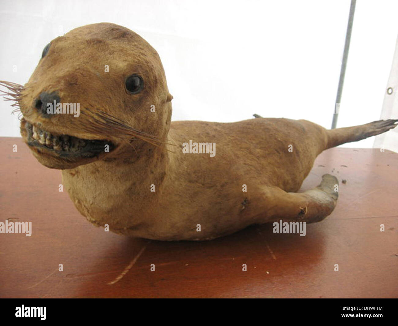 ALL CREATURES GREAT AND CRUEL When taxidermy goes horribly wrong, the ...