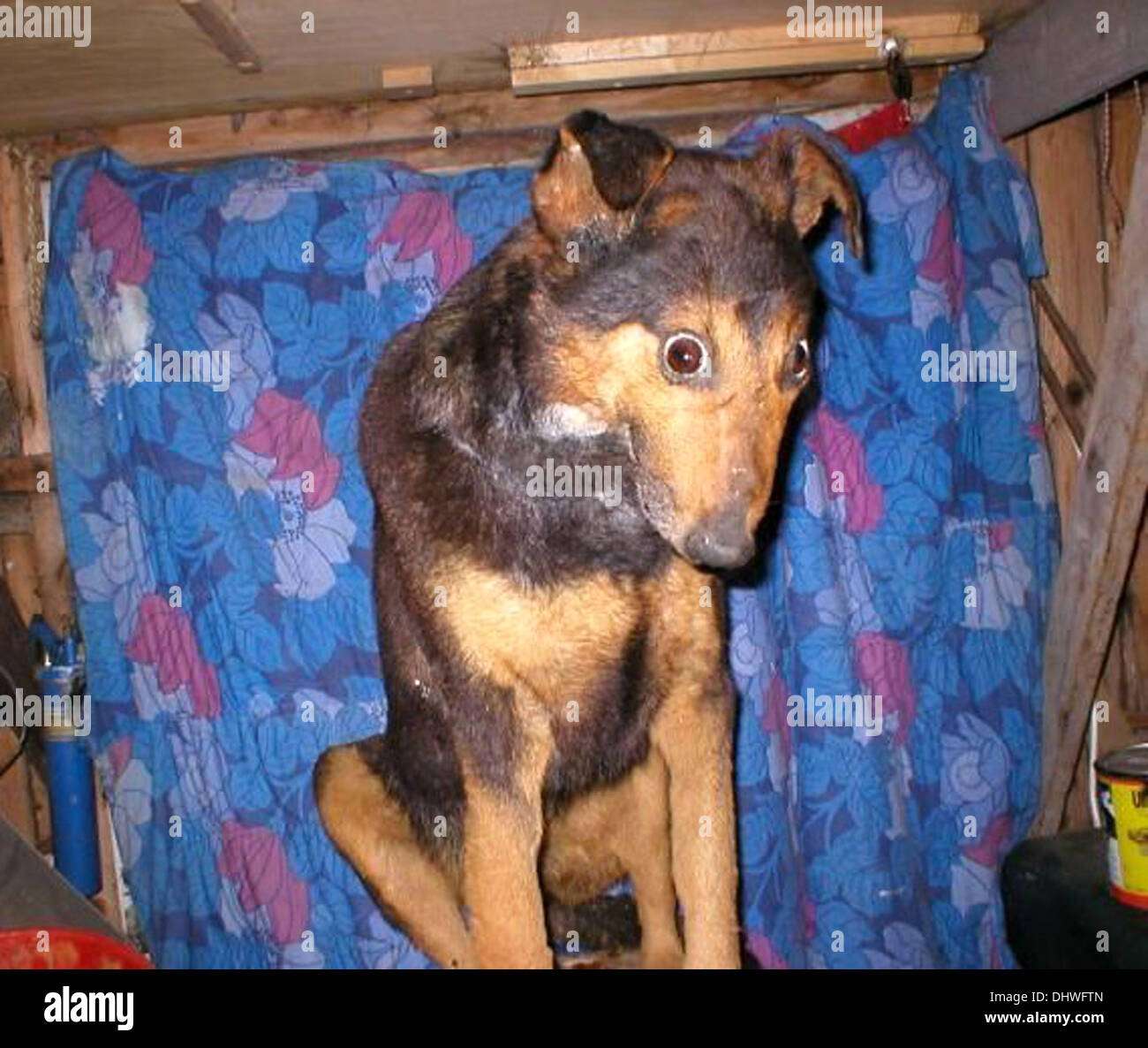 ALL CREATURES GREAT AND CRUEL When taxidermy goes horribly wrong, the ...