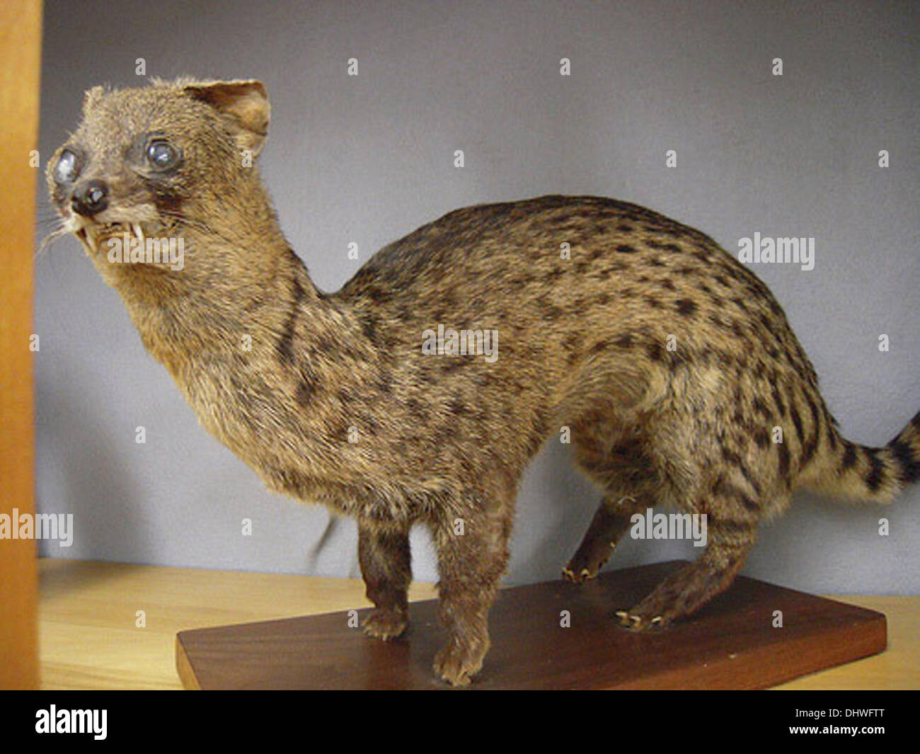 Taxidermy Gone Horribly Wrong Bad Taxidermy | Ostensibly A Deer (from